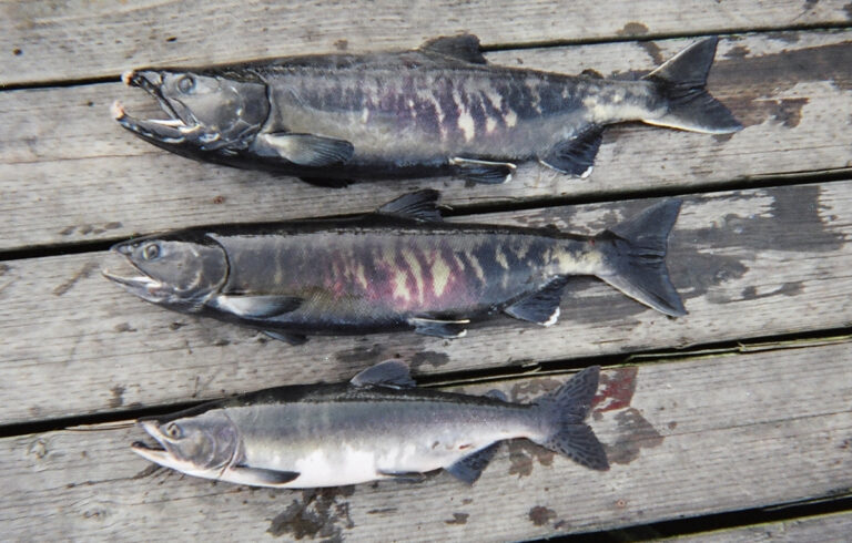 Chum Salmon: The Mighty Dog Salmon - Think Salmon