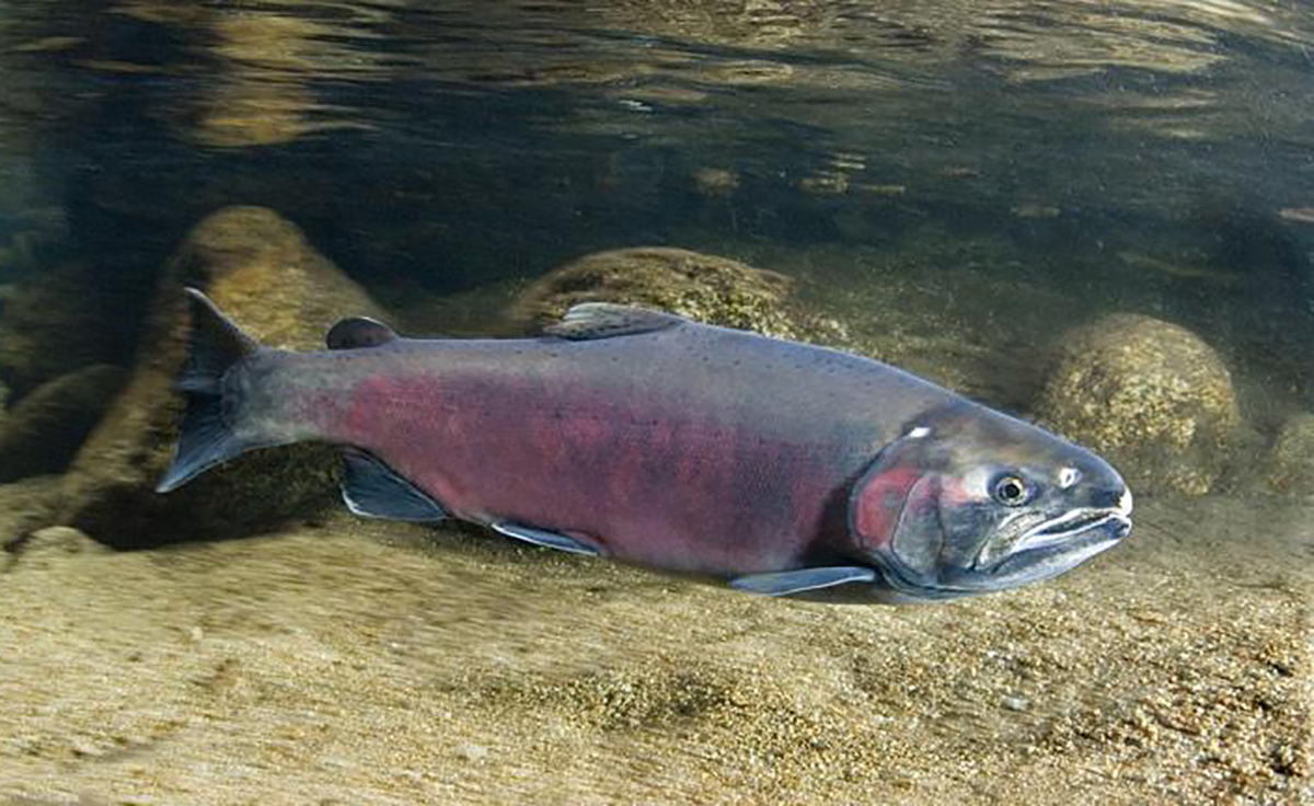 Silver Salmon School: Coho Salmon Life Cycle, Fisheries, & More