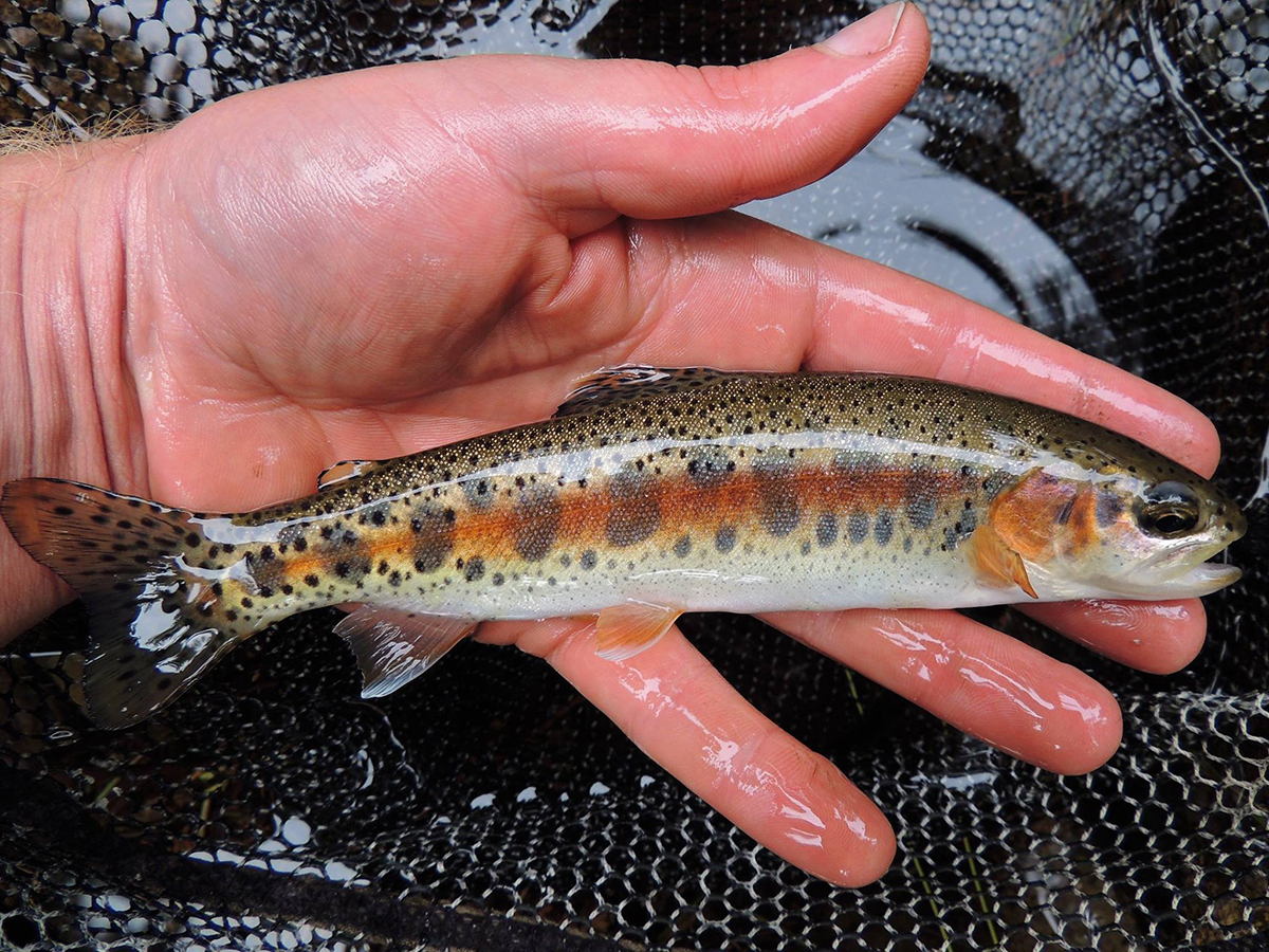 Rainbow Trout and Steelhead Life Cycle, Habitat, Diet, & More