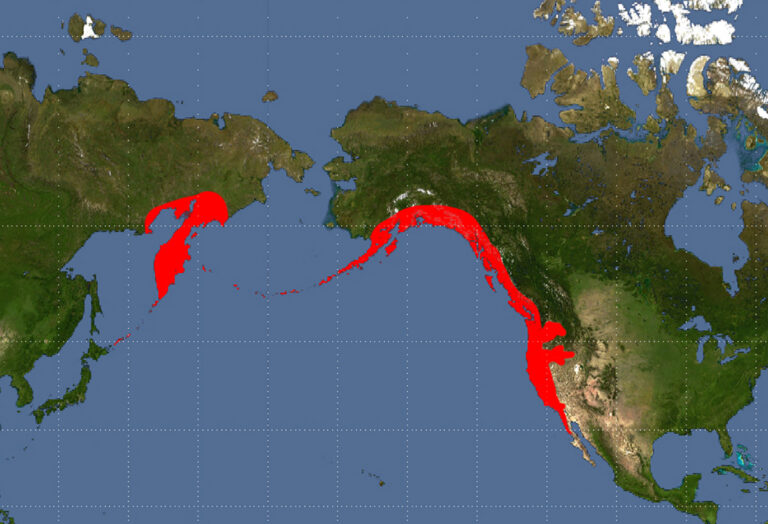 Rainbow Trout and Steelhead Life Cycle, Habitat, Diet, & More
