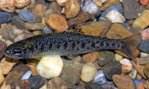 Rainbow Trout and Steelhead Life Cycle, Habitat, Diet, & More