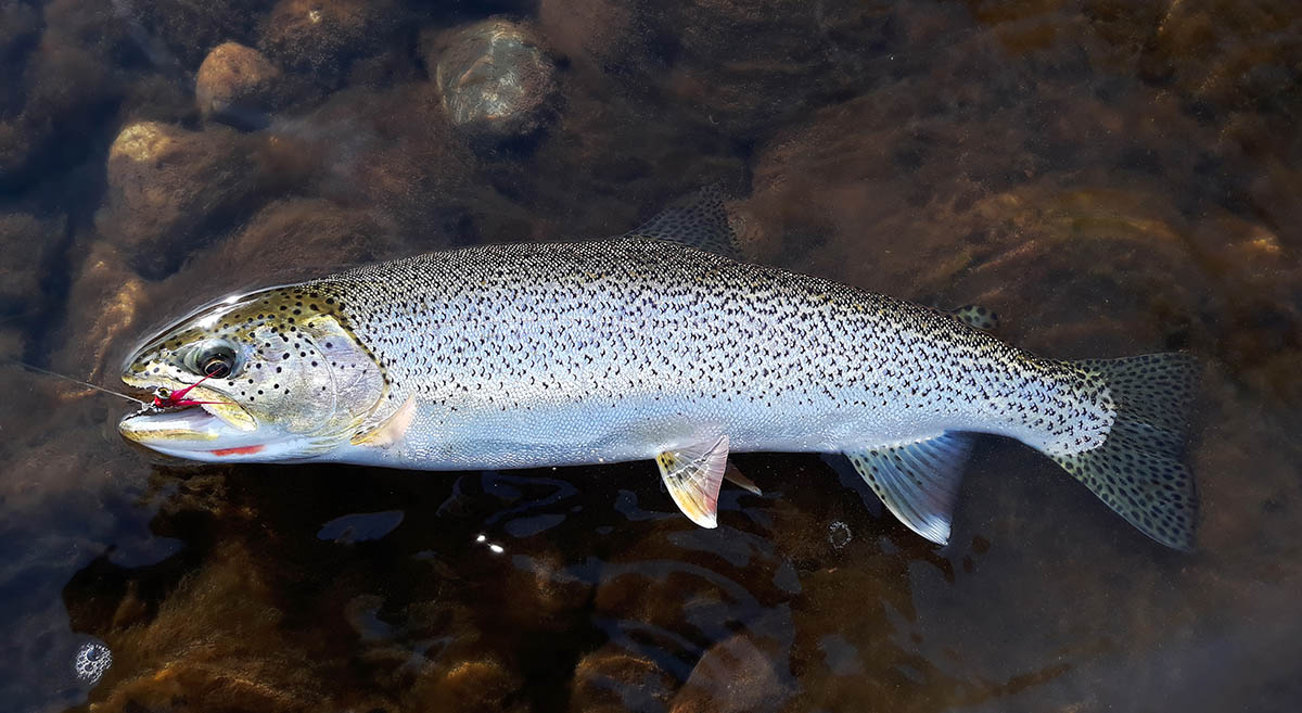 Cutthroat Trout: Life Cycle, Habitat, Diet, & More - Think Salmon