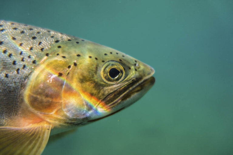 Cutthroat Trout: Life Cycle, Habitat, Diet, & More - Think Salmon