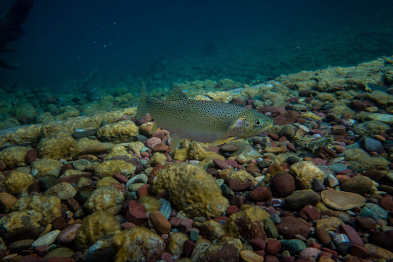 Cutthroat Trout: Life Cycle, Habitat, Diet, & More - Think Salmon
