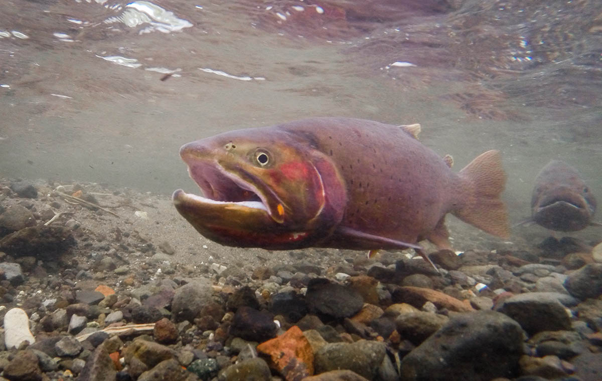 Cutthroat Trout: Life Cycle, Habitat, Diet, & More - Think Salmon