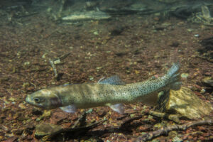 Cutthroat Trout: Life Cycle, Habitat, Diet, & More - Think Salmon
