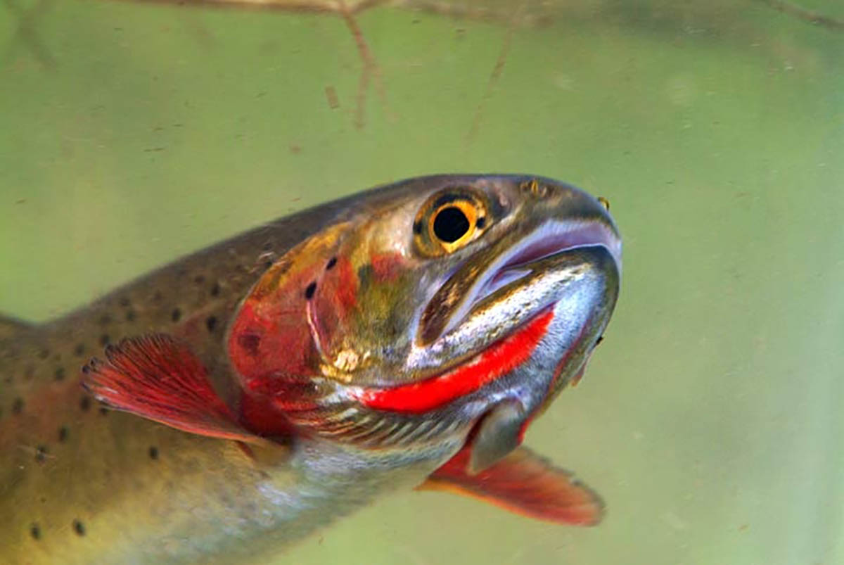 Cutthroat Trout: Life Cycle, Habitat, Diet, & More - Think Salmon