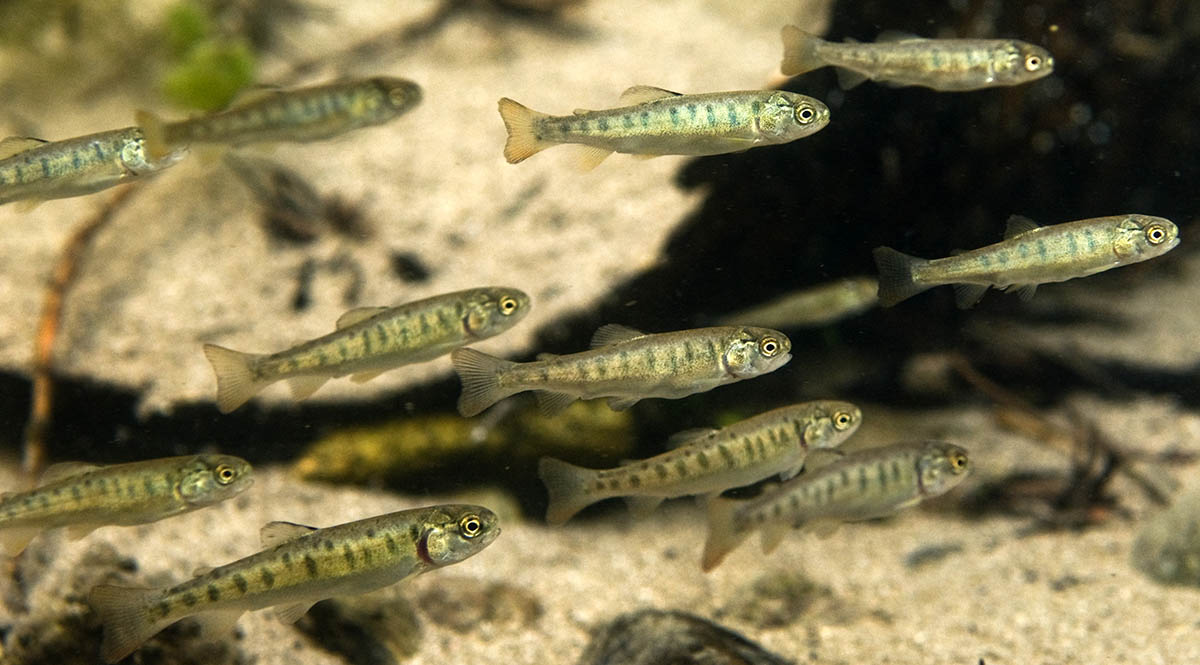 Cutthroat Trout: Life Cycle, Habitat, Diet, & More - Think Salmon