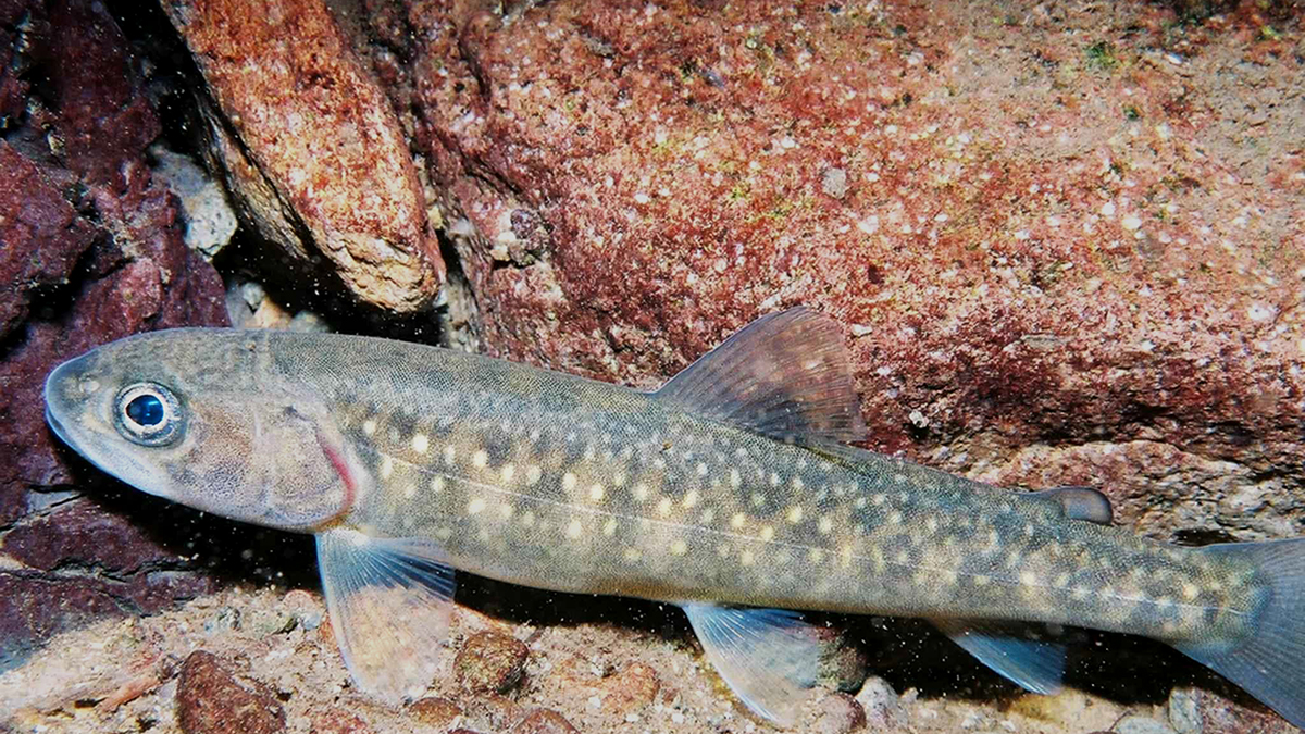 Bull Trout Life Cycle, Habitat, Diet of Salvelinus Confluentus