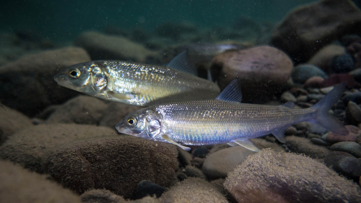 Salmonid Species: Trout, Salmon, Char, Whitefish, & Grayling Info