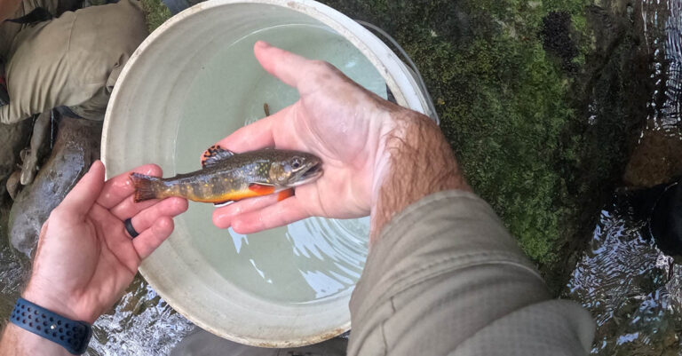 Brook Trout Life Cycle, Habitat, Diet, & More: Salvelinus fontinalis